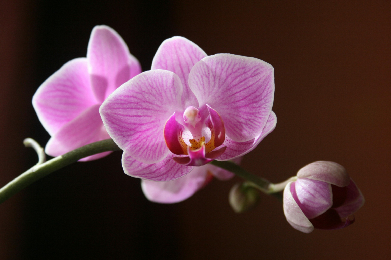 How to Propagate Orchids: A Simple Step-by-Step Guide - Little Flower ...
