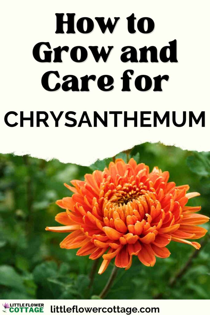 A Guide to Growing and Caring for Chrysanthemum - Little Flower Cottage