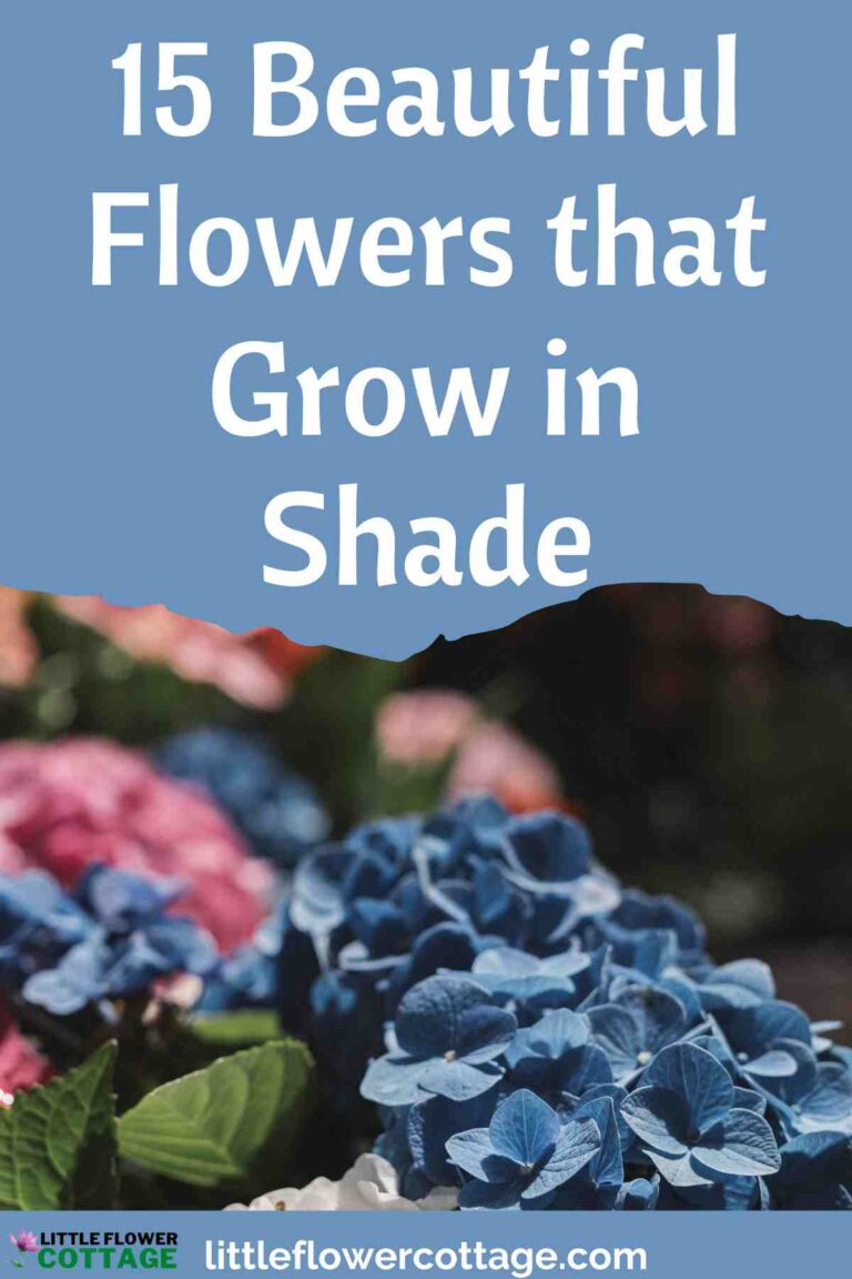 15 Flowers That Grow in Shade - Little Flower Cottage