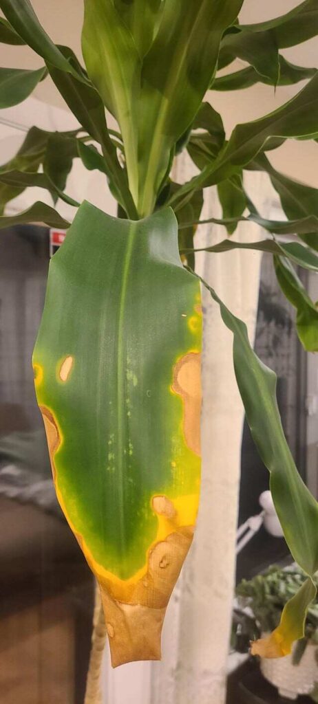 8 Ways to Save a Dying Corn Plant - Little Flower Cottage