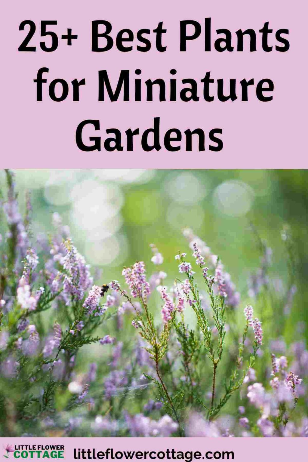 25+ Best Plants for Miniature Gardens - Little Flower Cottage
