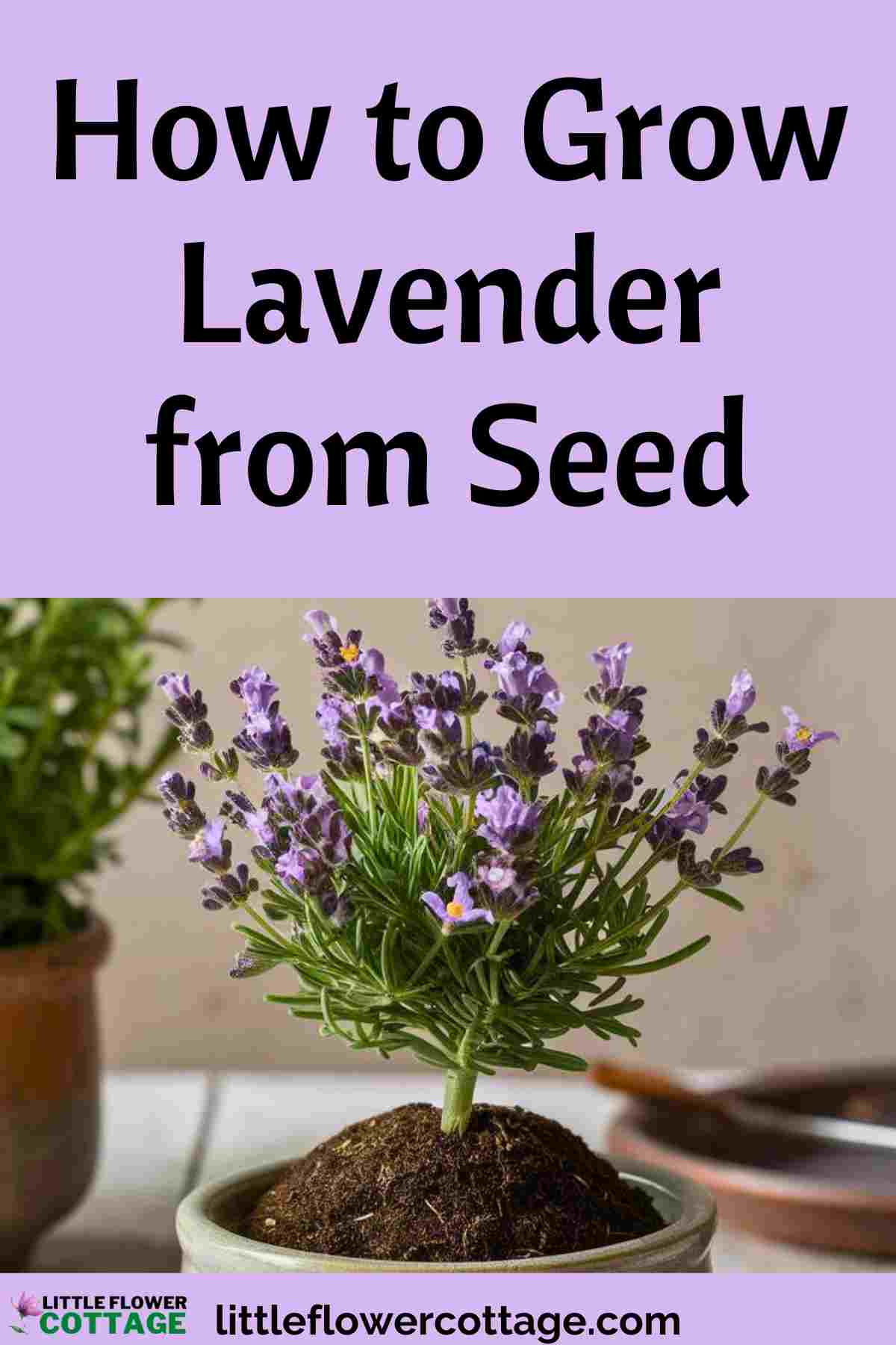 How to Grow Lavender from Seed: A Simple Guide - Little Flower Cottage