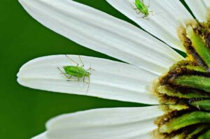 7 Common Orchid Pests and How to Get Rid of Them - Little Flower Cottage