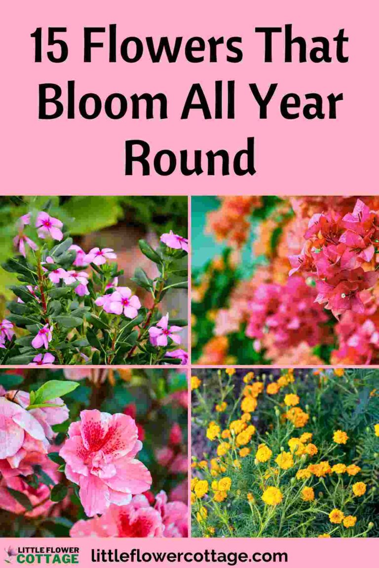 15 Flowers That Bloom All Year Round: Enhance Your Garden with Year ...