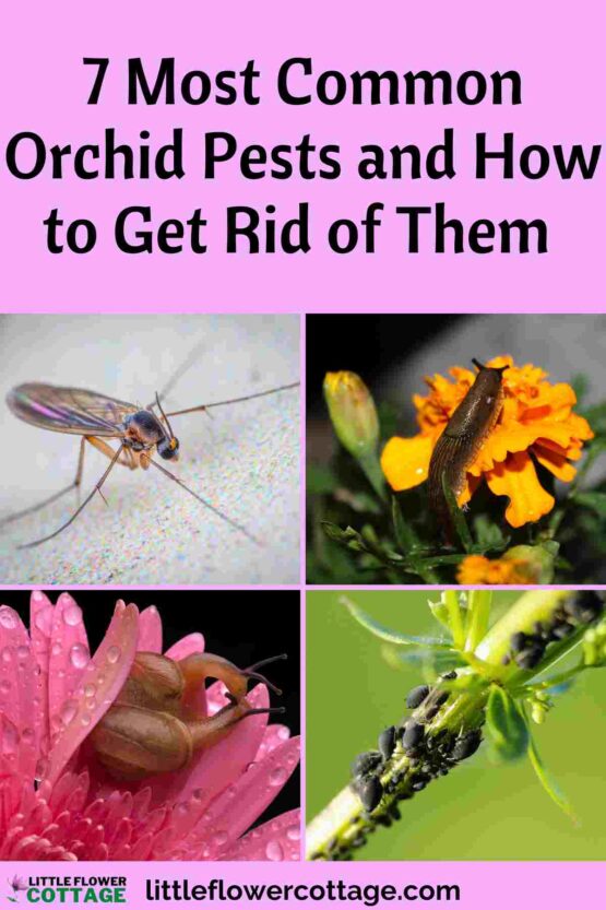 7 Common Orchid Pests and How to Get Rid of Them - Little Flower Cottage