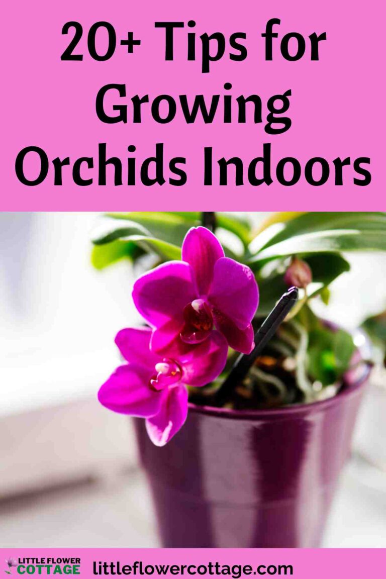 How to Propagate Orchids: A Simple Step-by-Step Guide - Little Flower ...