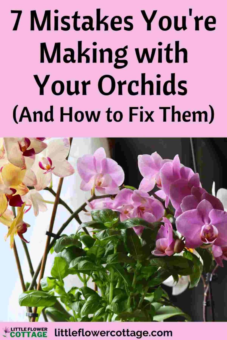 20+ Tips for Growing Orchids Indoors - Little Flower Cottage