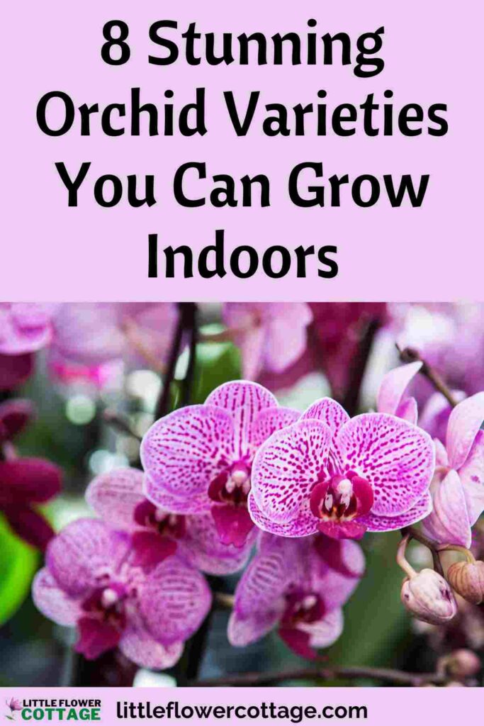 How to Repot an Orchid: A Simple Guide (with Easy Steps) - Little ...