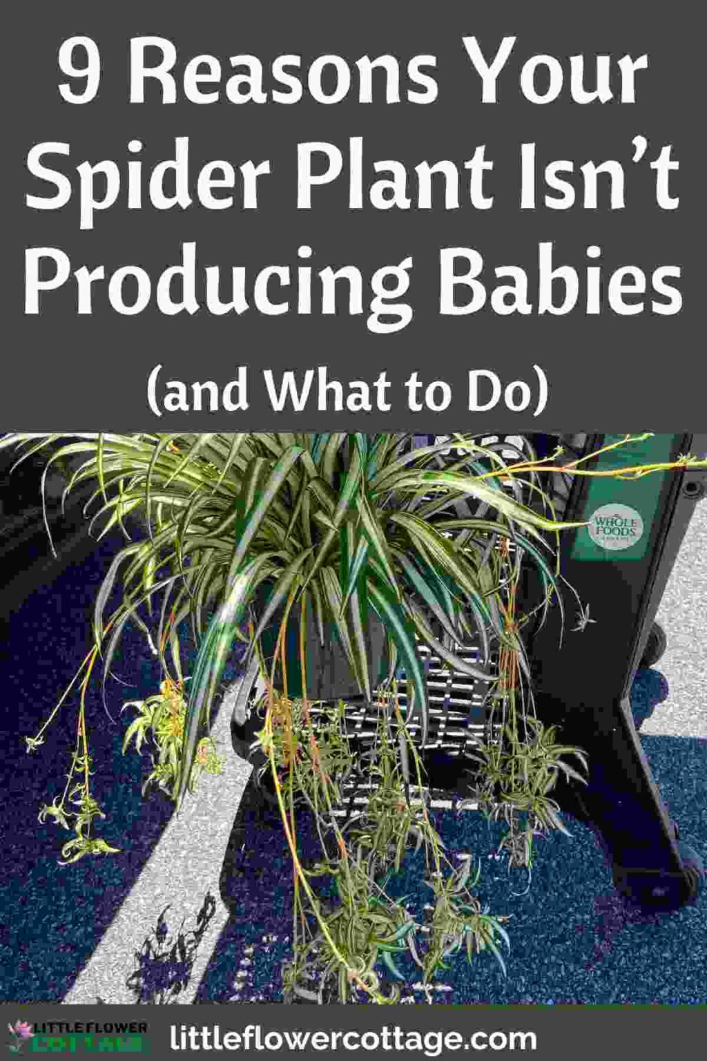 9 Reasons Your Spider Plant Isn’t Producing Babies (And What to Do ...
