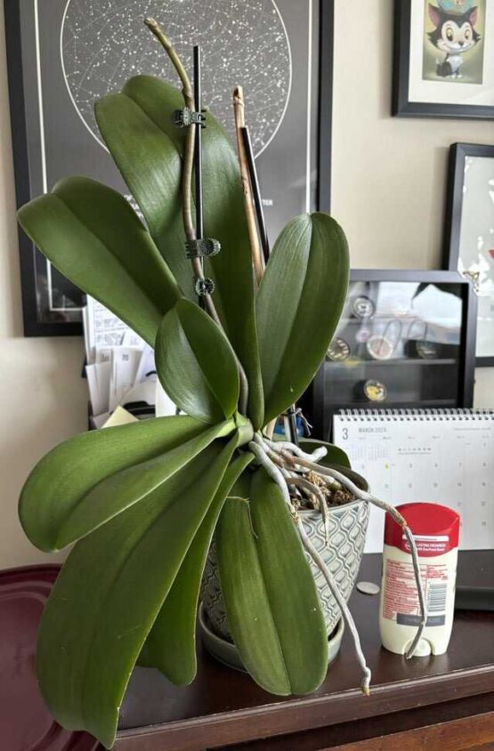10 Tips to Care for your Orchids the Right Way - Little Flower Cottage