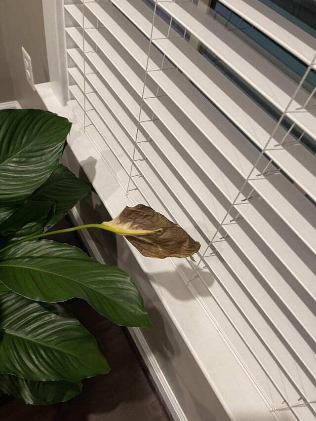 How to Save a Dying Peace Lily (A Step by Step Guide) - Little Flower ...