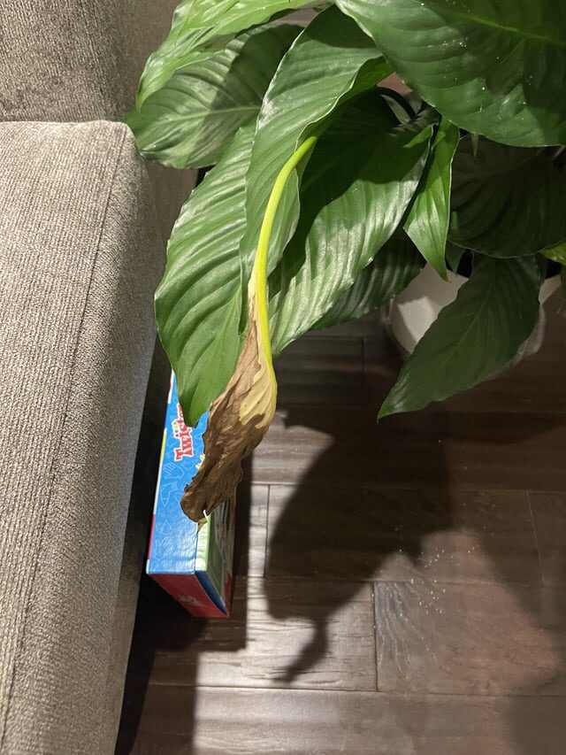 How to Save a Dying Peace Lily (A Step by Step Guide) - Little Flower ...