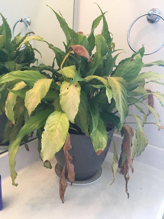 9 Signs Your Peace Lily Is Dying (and How to Save It) - Little Flower ...