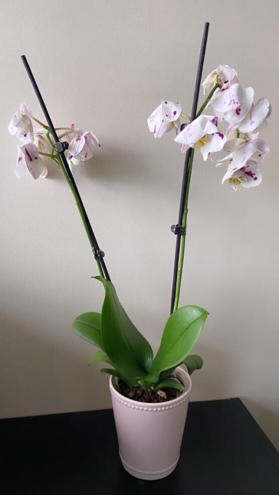 Where to Cut Orchid Stems After They Bloom - Little Flower Cottage