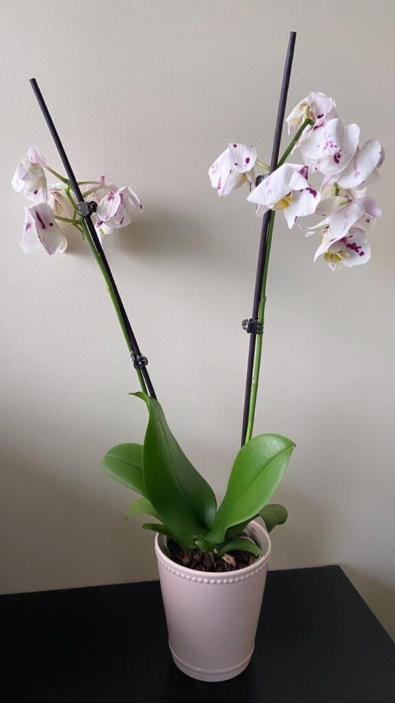 Where to Cut Orchid Stems After They Bloom - Little Flower Cottage