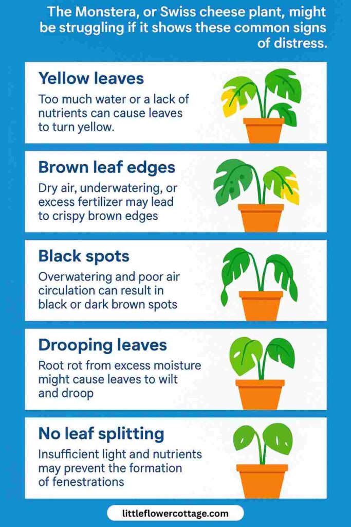 11 Clear Signs Your Monstera Is Dying (And How To Save It) - Little ...