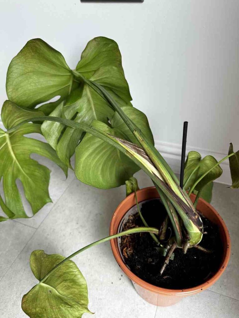 The Best Monstera Plant Support Ideas - Little Flower Cottage