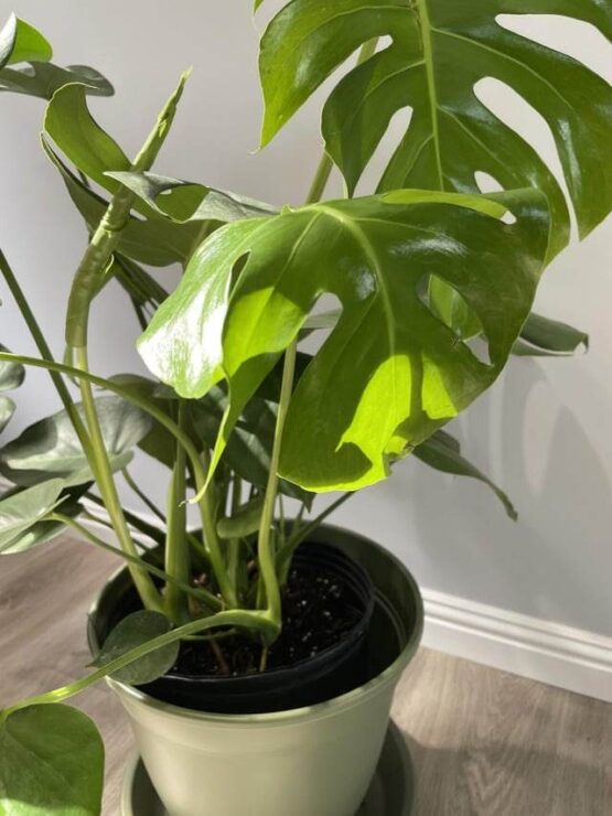 Monstera Care Guide: Easy Tips for Growing Monstera - Little Flower Cottage
