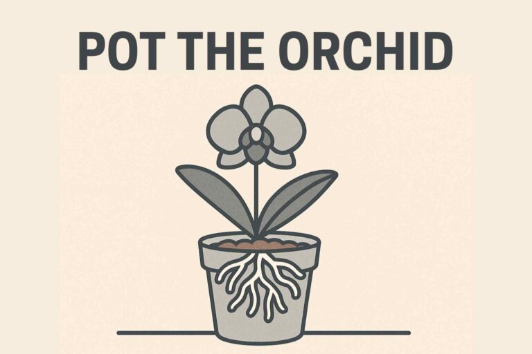 How to Repot an Orchid: A Simple Guide (with Easy Steps) - Little ...