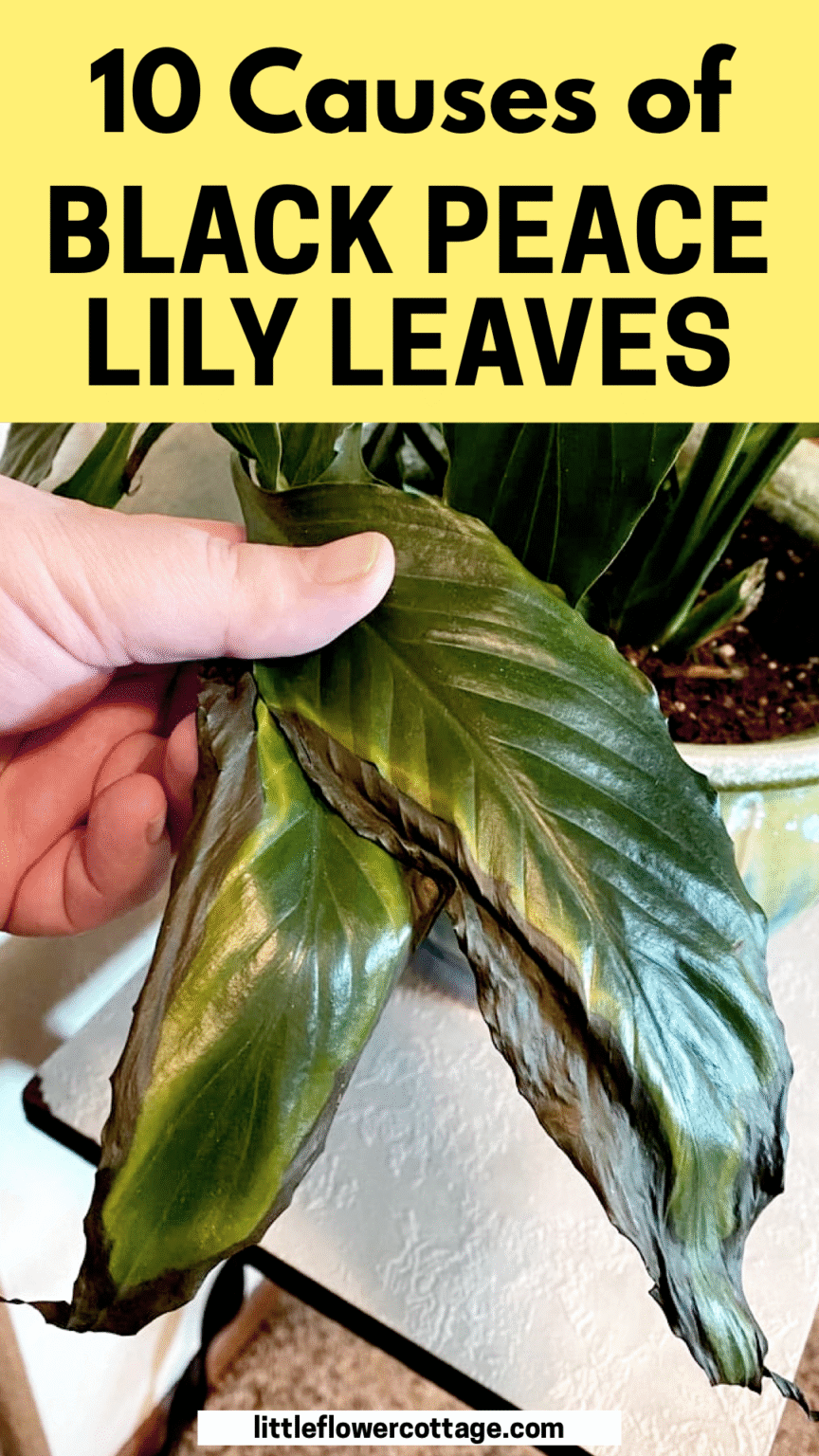 8 Reasons Your Peace Lily Is Drooping (And How to Revive It) - Little ...