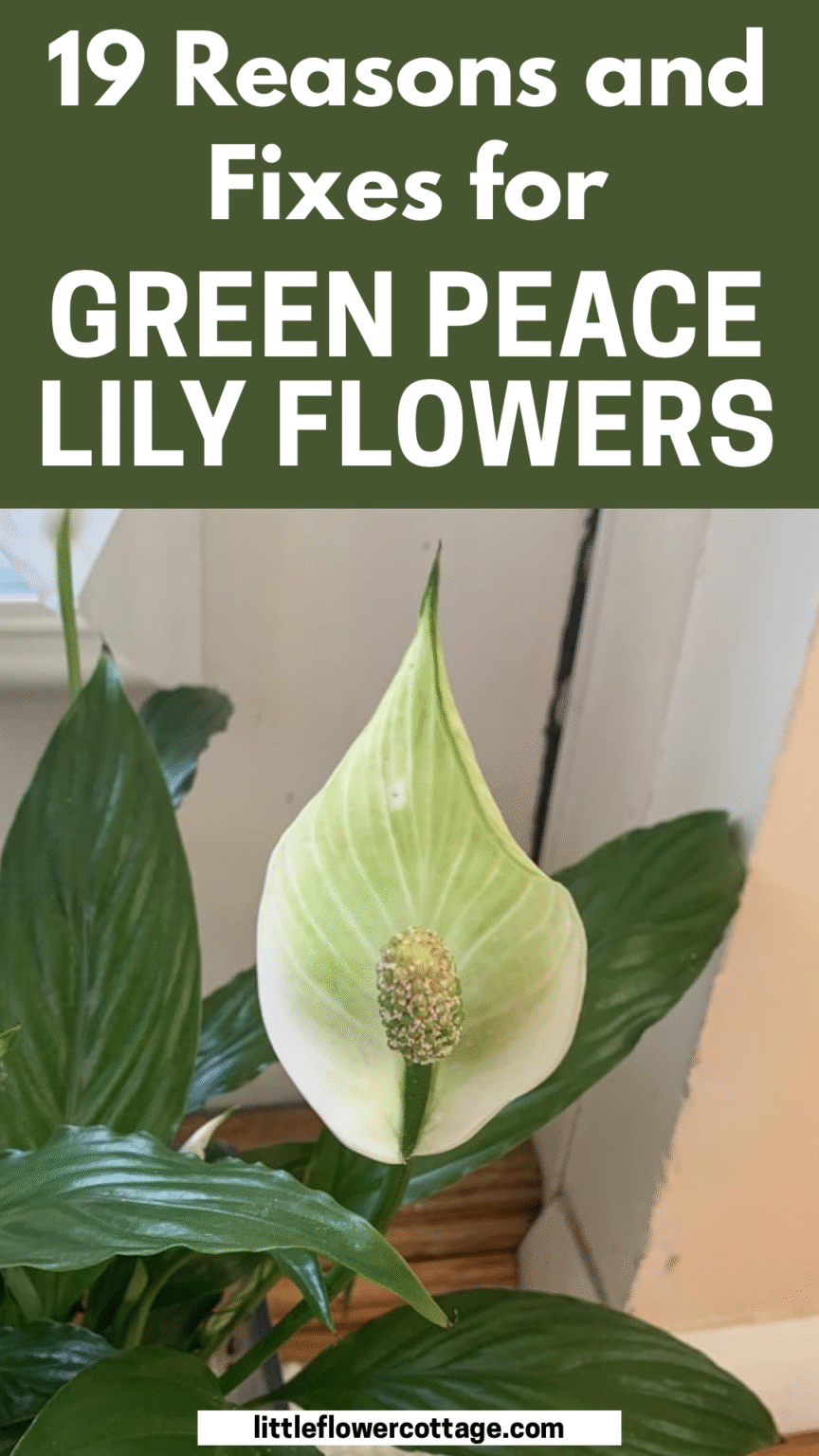 9 Signs Your Peace Lily Is Dying (and How to Save It) - Little Flower ...