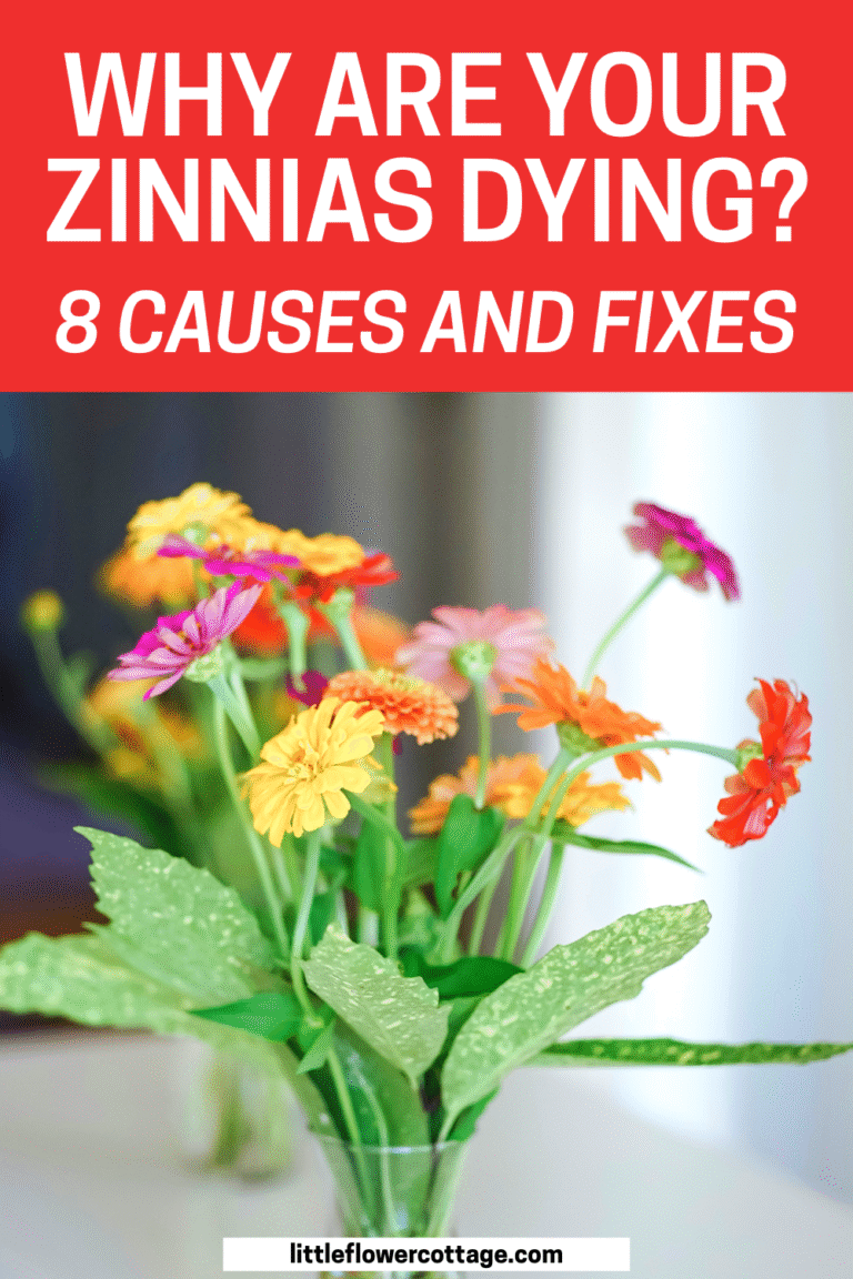 8 Reasons Your Zinnias Are Dying (And How to Fix Them!) - Little Flower ...