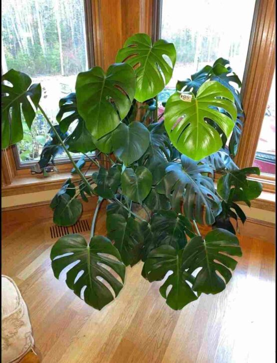 The Best Monstera Plant Support Ideas - Little Flower Cottage