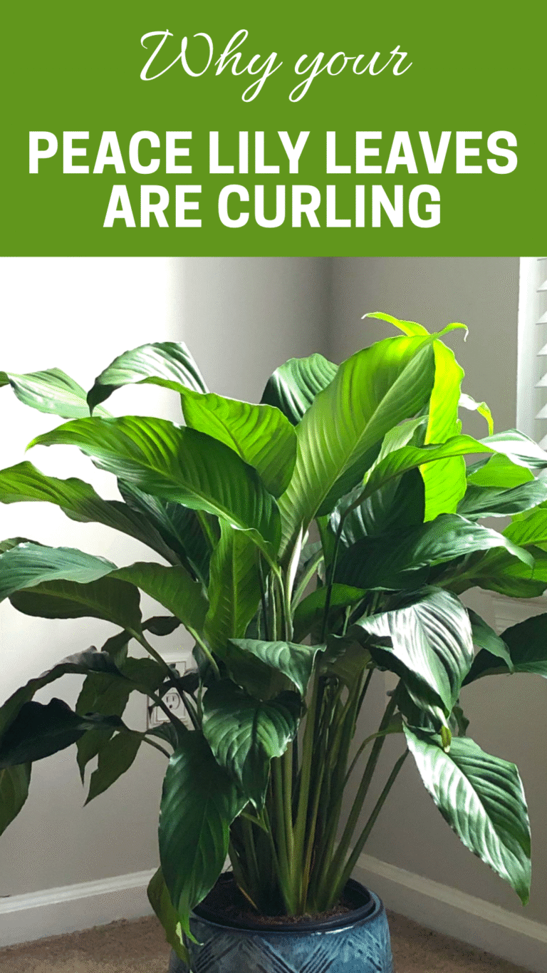 How to Save a Dying Peace Lily (A Step by Step Guide) - Little Flower ...