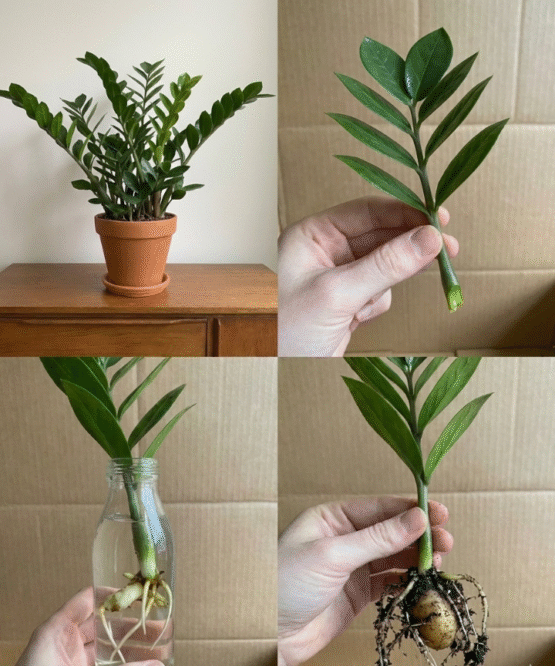 How to Propagate ZZ Plant: A Step-by-Step Guide - Little Flower Cottage