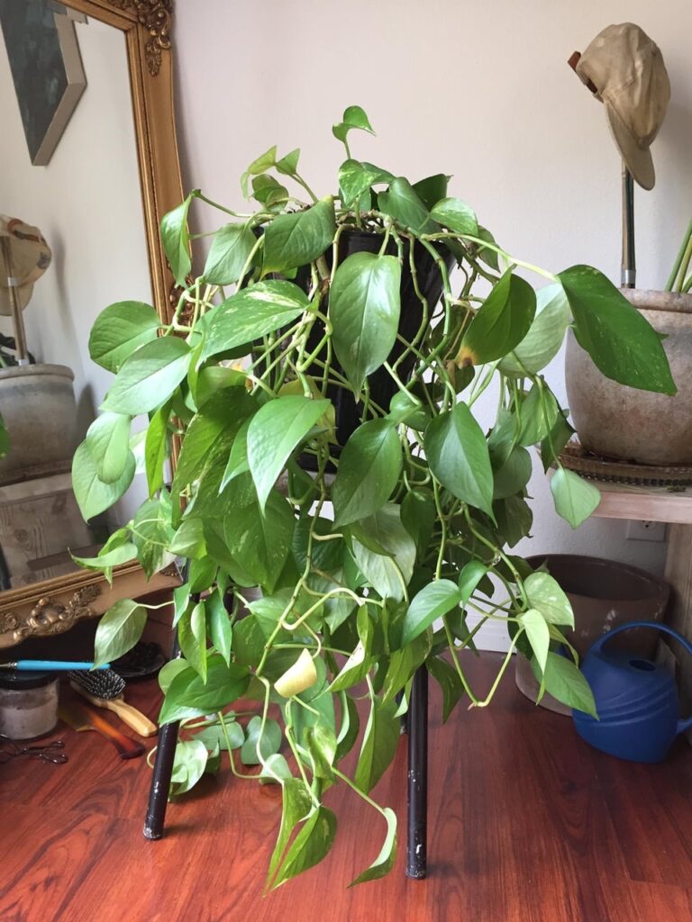 How to Care for Pothos Plant Indoors - Little Flower Cottage