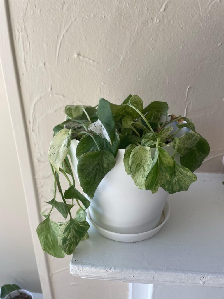 9 Steps to Save a Dying Pothos Plant - Little Flower Cottage
