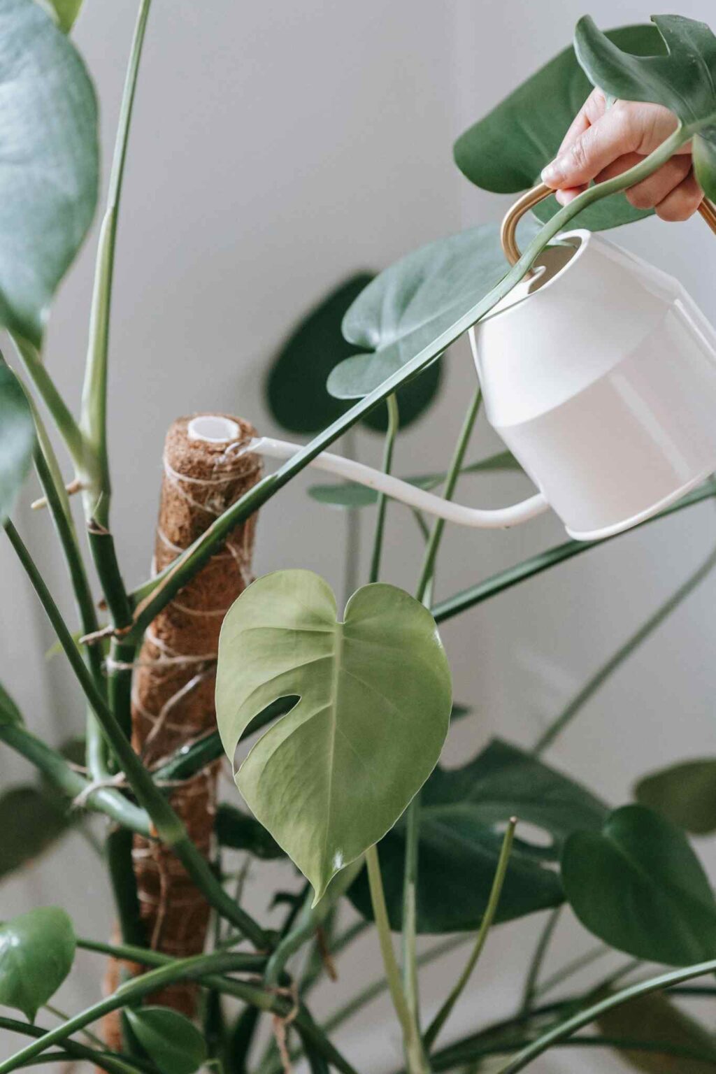 Monstera Fertilizer Guide: How To, When To, What With and More - Little ...