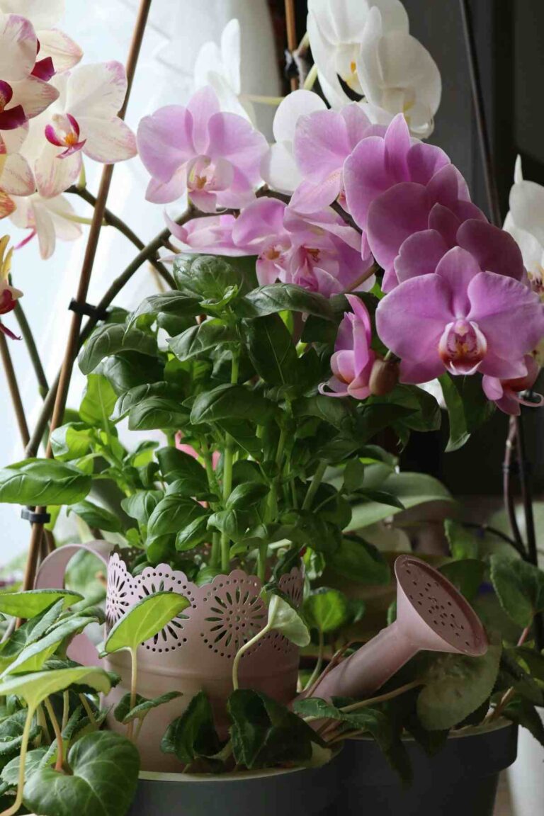 How to Propagate Orchids: A Simple Step-by-Step Guide - Little Flower ...