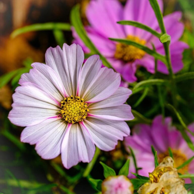 13 Plants Not to Plant with Cosmos - Little Flower Cottage