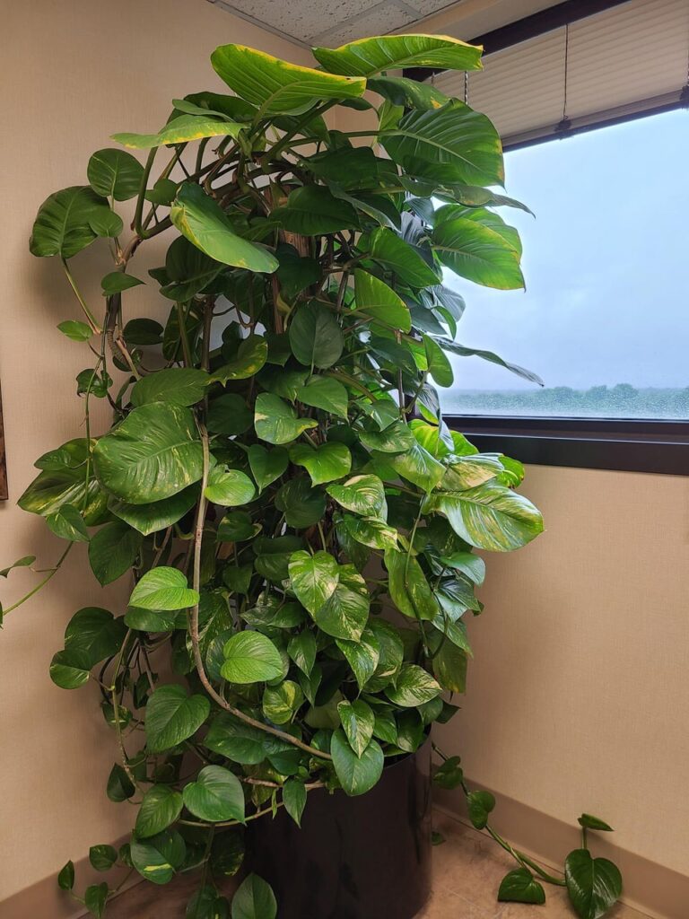 An Easy to Follow Pothos Plant Care Guide - Little Flower Cottage