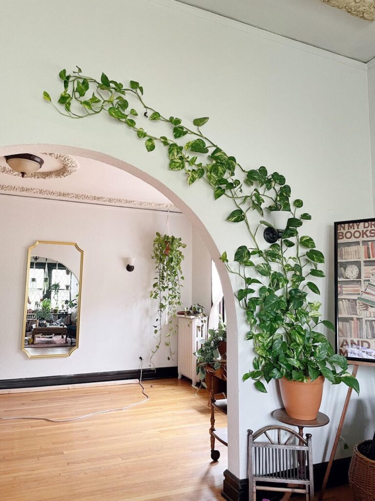 Creative and Easy Pothos Climbing Ideas - Little Flower Cottage