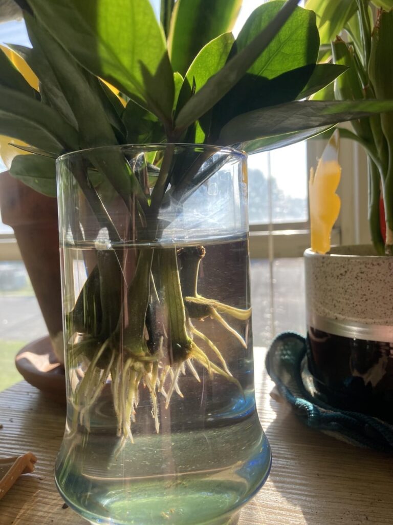 ZZ Plant Watering Guide: When to, How Much, How Often, and More ...