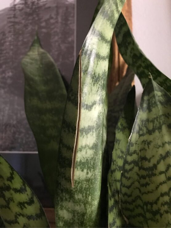 9 Reasons Your Snake Plant is Drooping (And How to Fix It!) - Little ...
