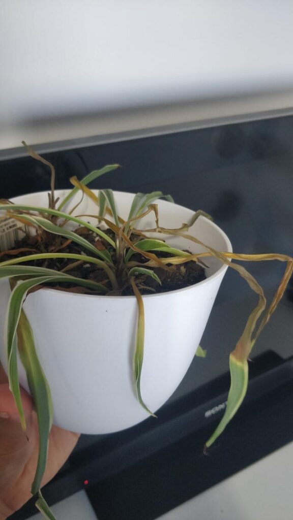 How to Revive a Dying Spider Plant: A Simple Guide - Little Flower Cottage