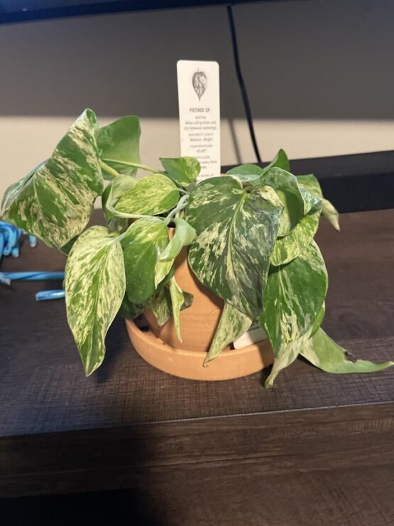 Soil Guide for Pothos Plants: The Right Mix and More - Little Flower ...