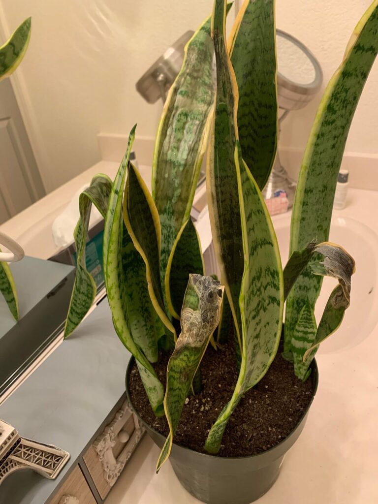 9 Reasons Your Snake Plant is Drooping (And How to Fix It!) - Little ...