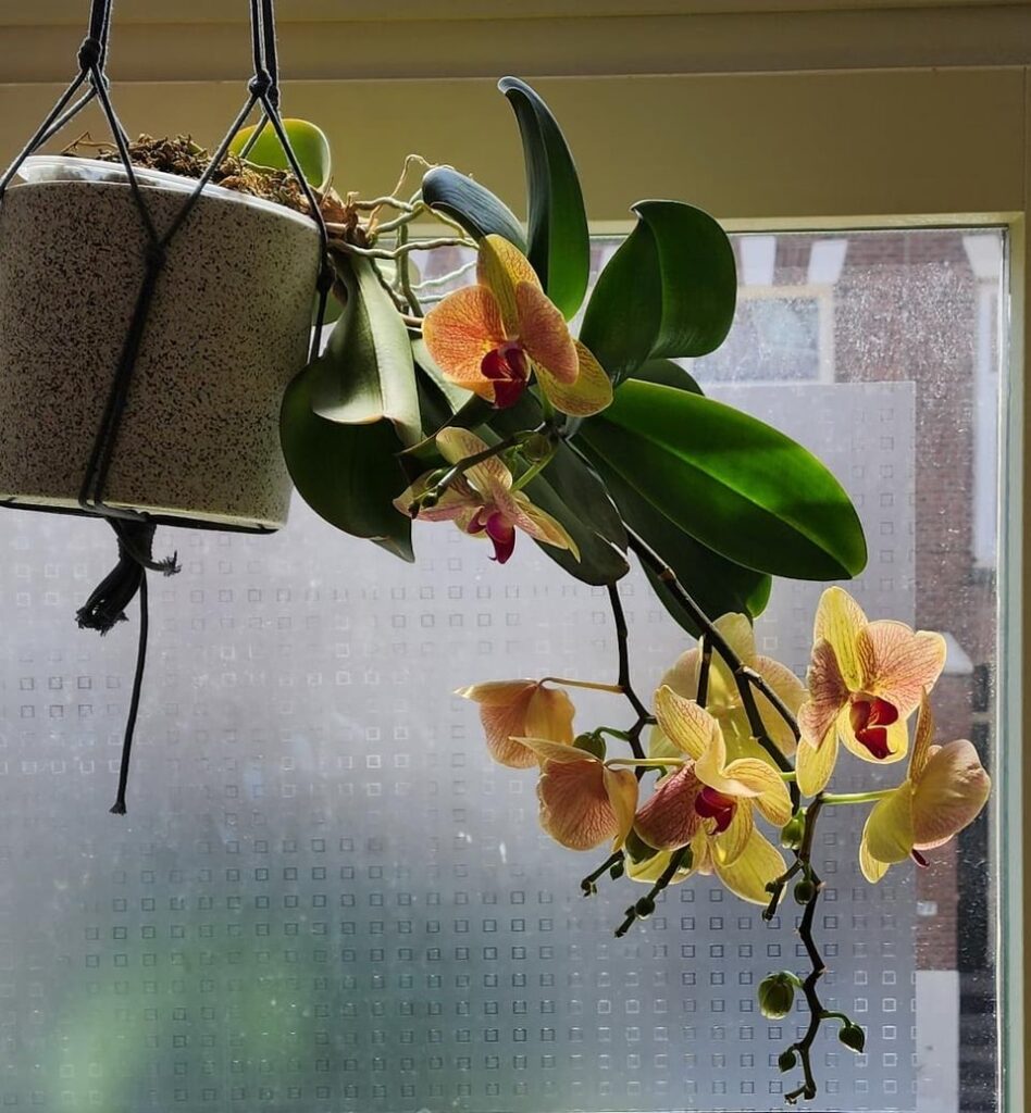 How to Grow Hanging Orchids: Easy to Follow Steps - Little Flower Cottage