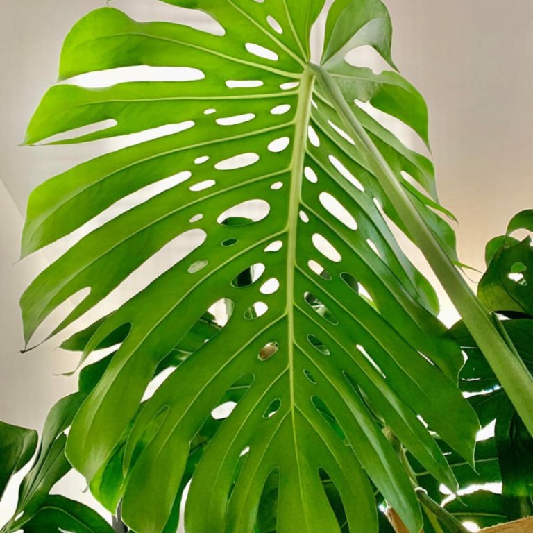 Monstera Fertilizer Guide: How To, When To, What With and More - Little ...