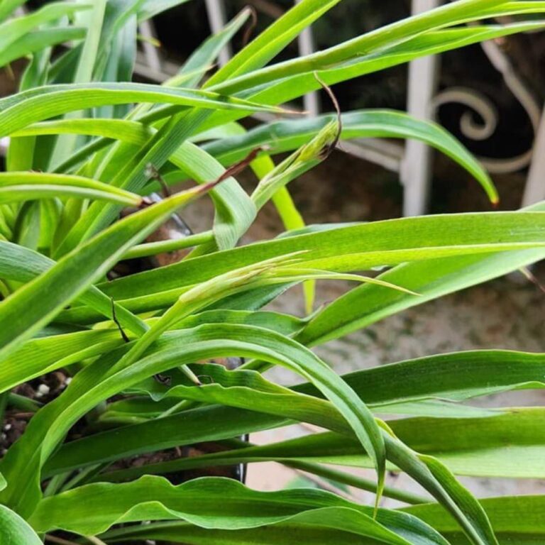 9 Reasons your Spider Plant Leaves are Curling (with Fixes) - Little ...