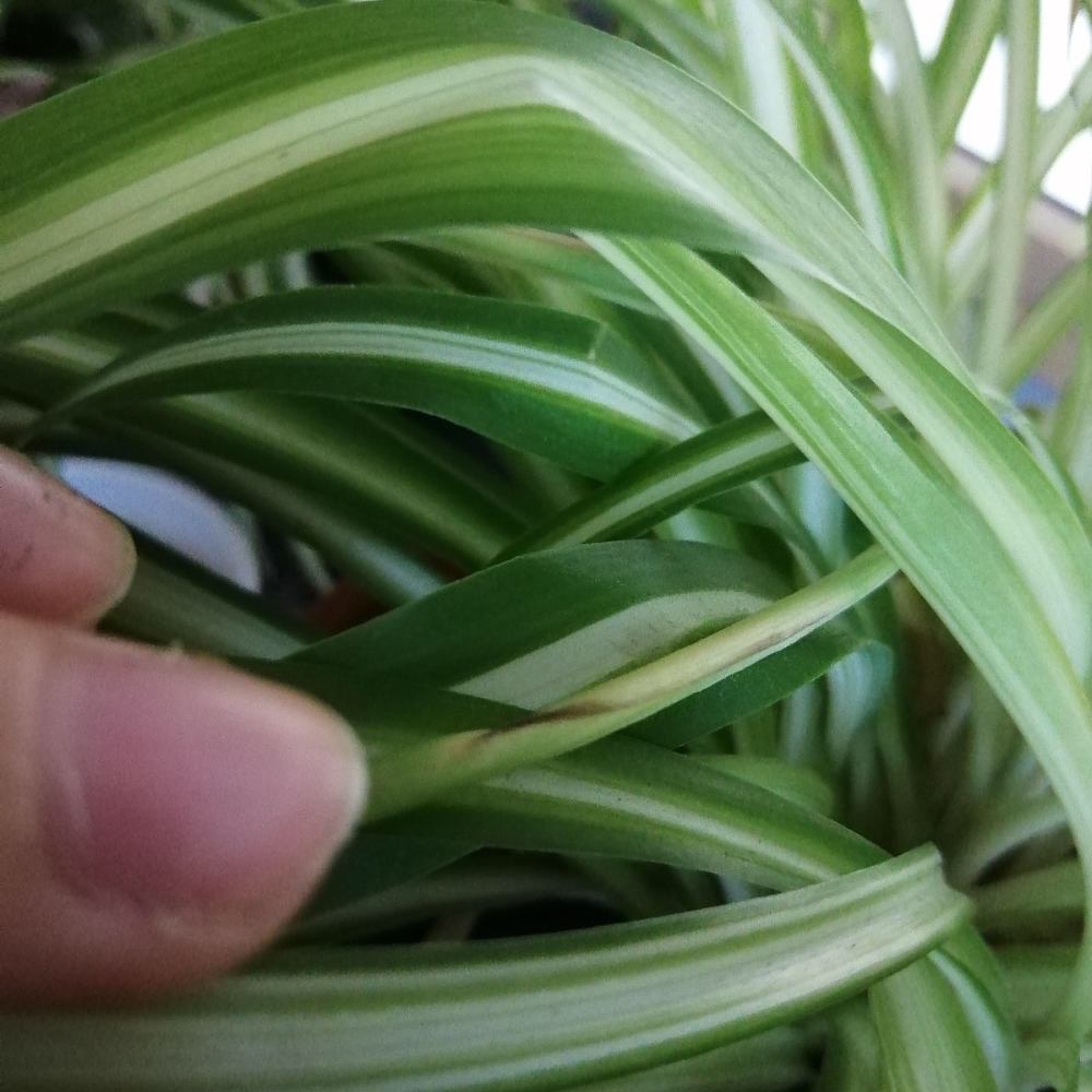 9 Reasons your Spider Plant Leaves are Curling (with Fixes) - Little ...