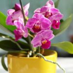 7 Signs your Orchid Needs Repotting (and What to Do) - Little Flower ...