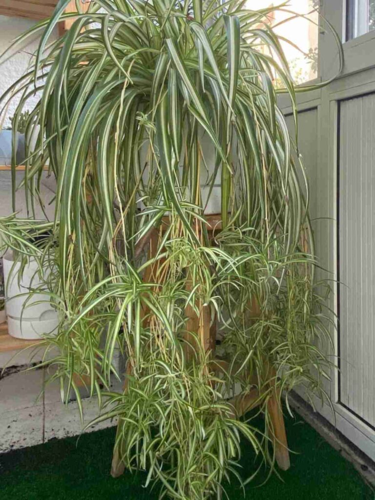 How to Get Long, Trailing Spider Plant Babies - Little Flower Cottage